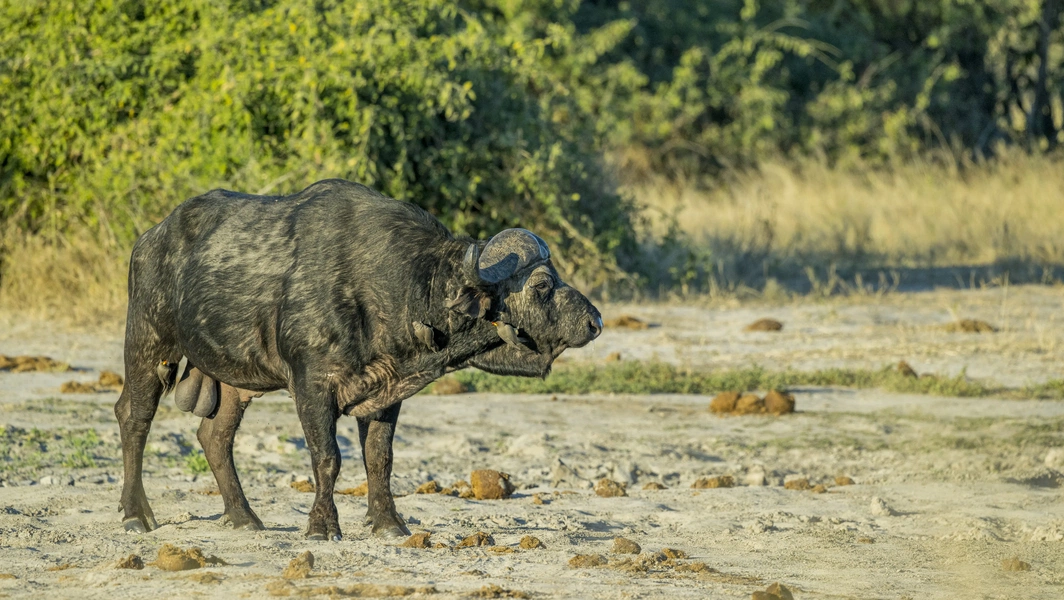 African buffalo: Strength, speed, and survival