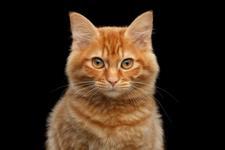 How a single genetic switch creates orange, calico, and tortoiseshell cats