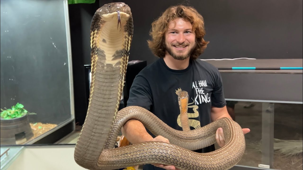The big king cobra came with even bigger news