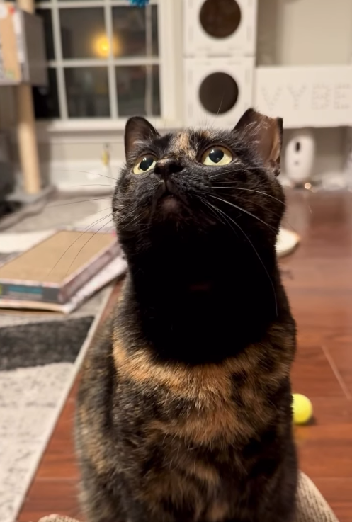 Cat doing the silliest funny thing