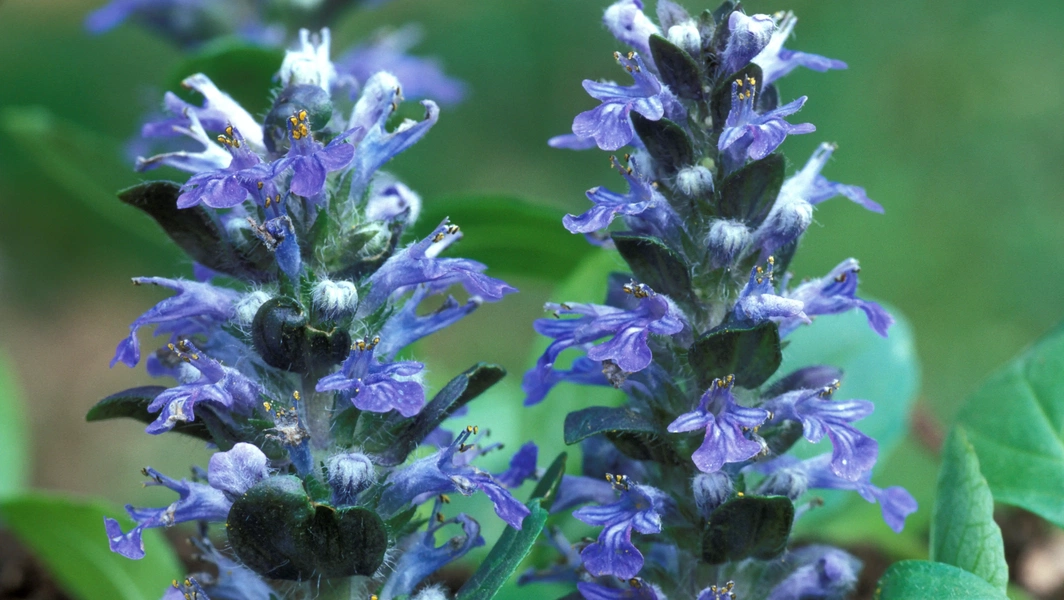 15 hardy ground covers that suppress weeds