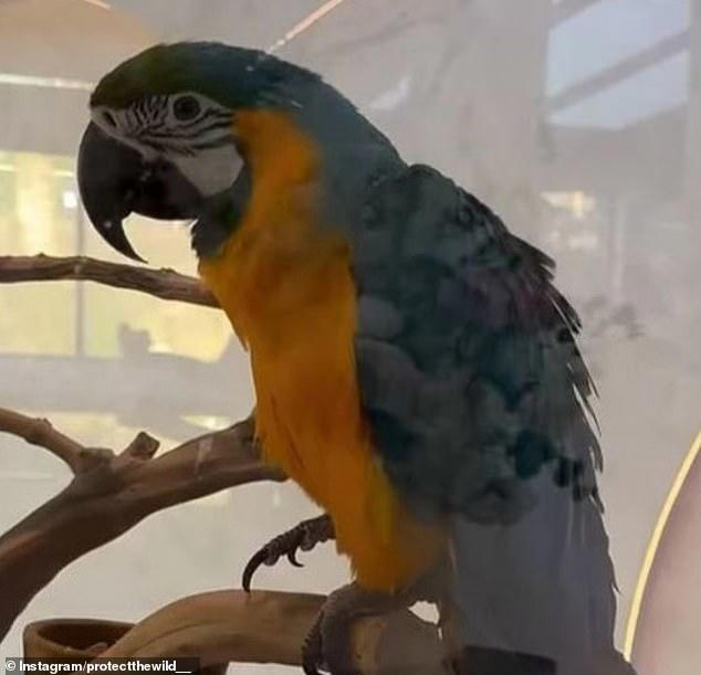 Shisha bar hands over parrot after feathers were ruffled by the bird ...