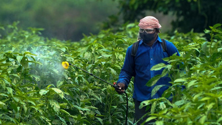 Glyphosate files: Are imported pulses exposing Indians to health risk?