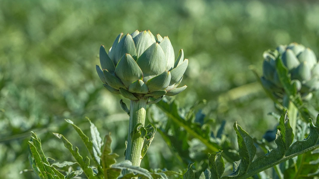 Vegetables with more fiber than broccoli