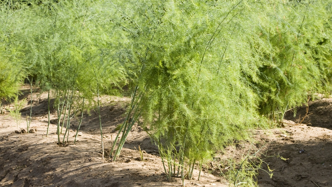 6 plants that suffer from coffee grounds