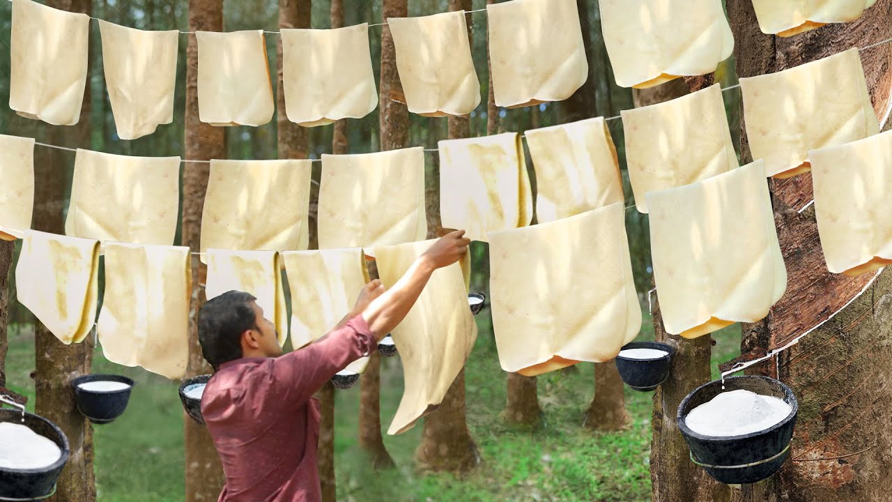 How local farmers transform fresh latex into expensive rubber sheets