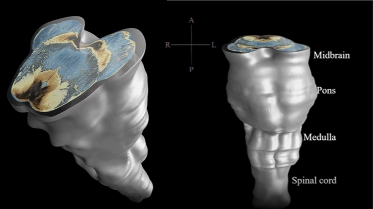 Indian researchers release world’s most detailed 3D atlas of human ...