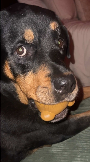 This Rottweiler’s toy obsession is too cute