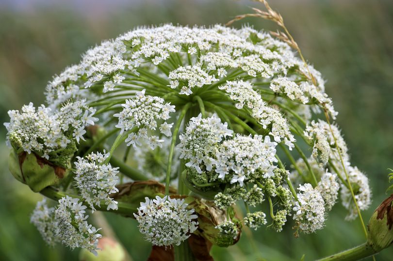 Urgent warning over 'UK's most dangerous plant' thanks to weather