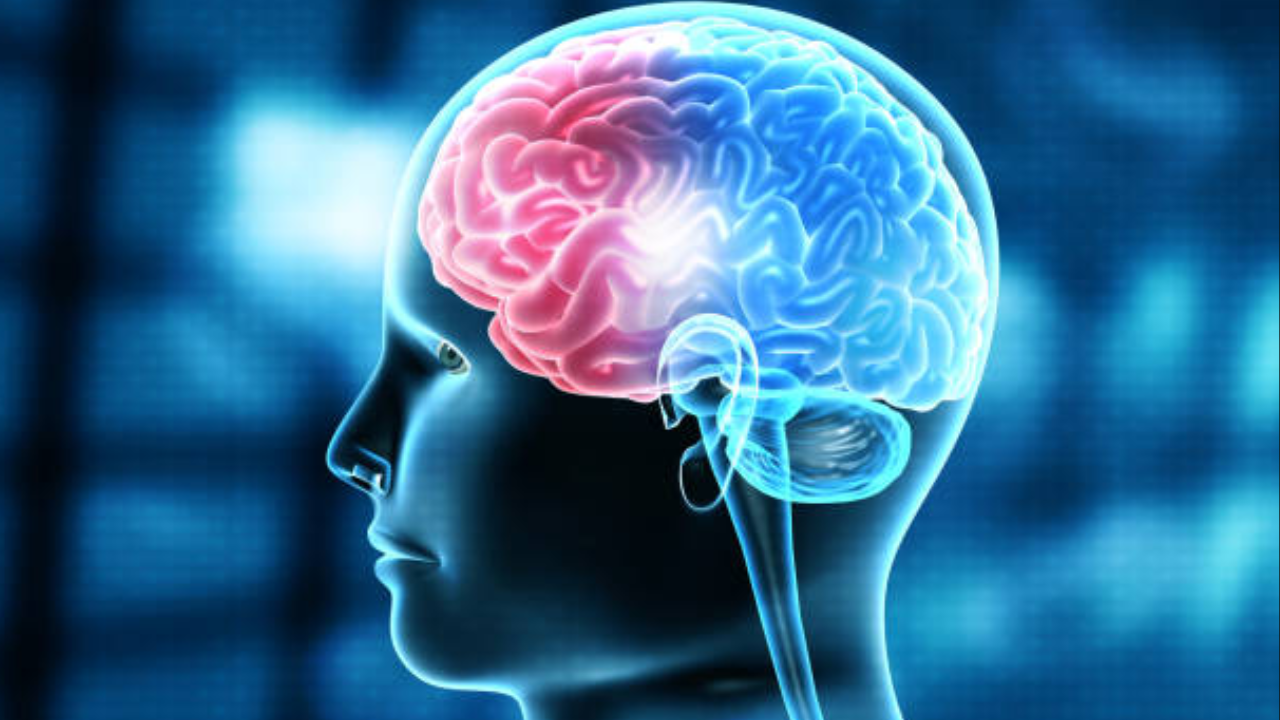 IIT Madras brain centre releases the world’s most detailed 3D atlas of ...