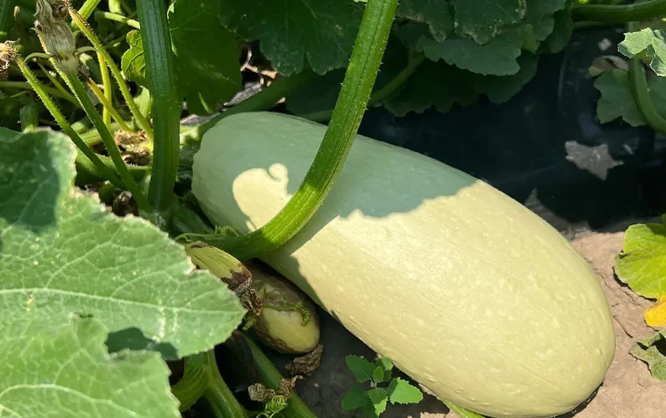 Cozy up with irresistible acorn squash dishes