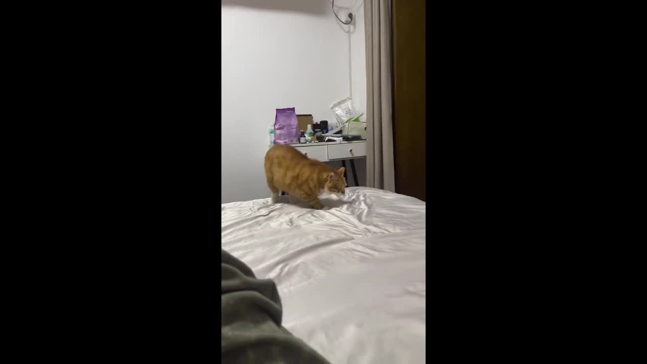 Cat’s dramatic reactions to hand gestures amuse owner in Hunan, China