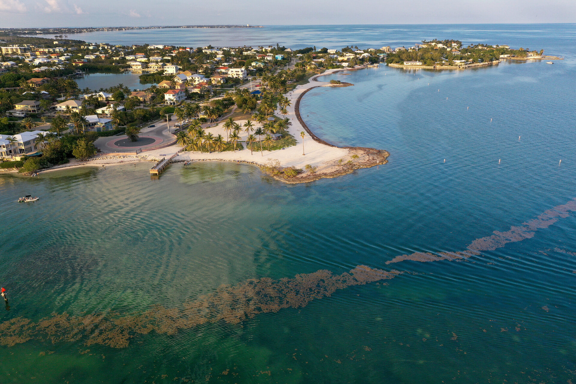 What's behind the unprecedented rise of sargassum in the Atlantic?