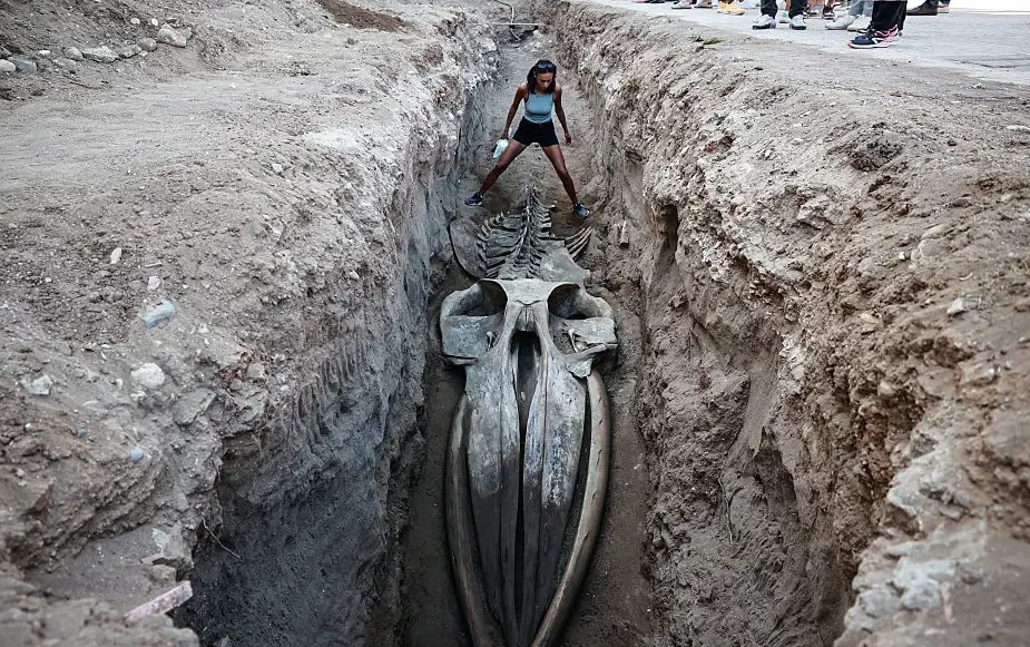 Scientists map deepest and largest whale graveyard