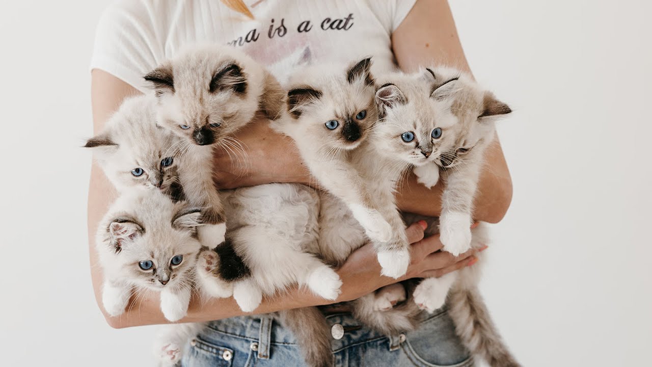 Meet the K litter and their unique personalities
