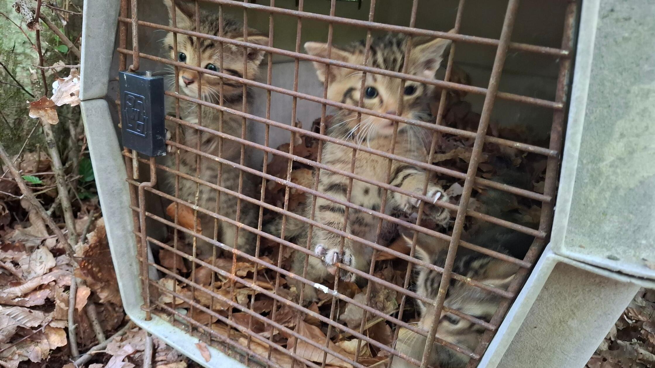 Irrtum im Wald wird zur Gefahr für drei kleine Katzen