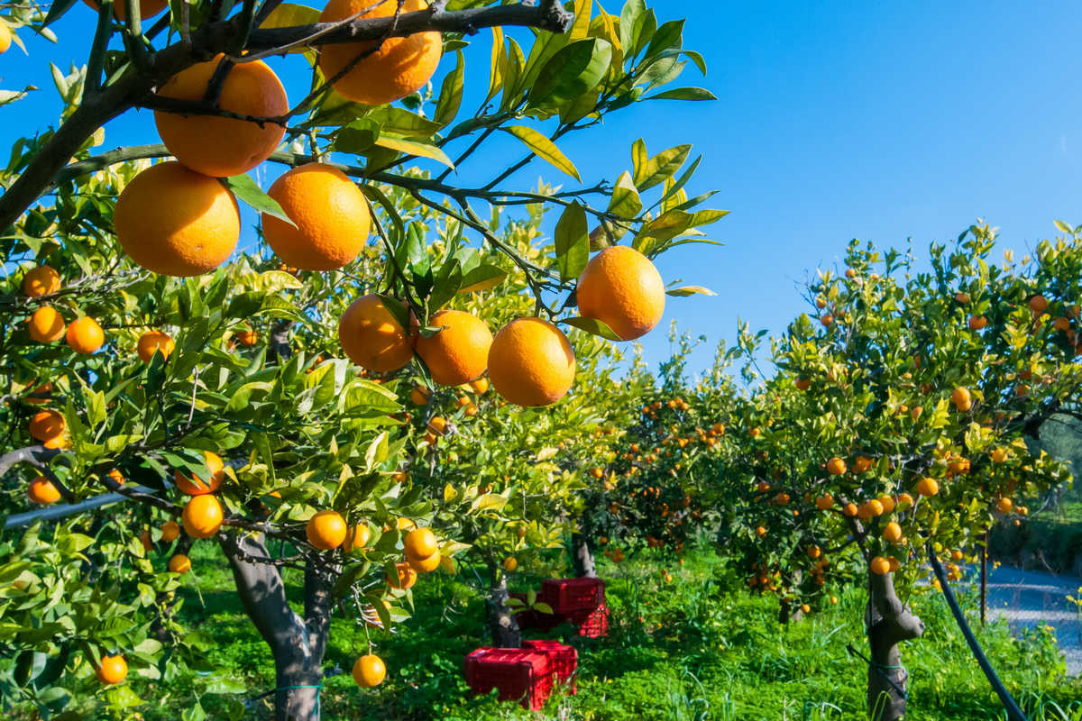 Sensori e algoritmi contro la siccità: così la Sicilia, con AgruMind ...