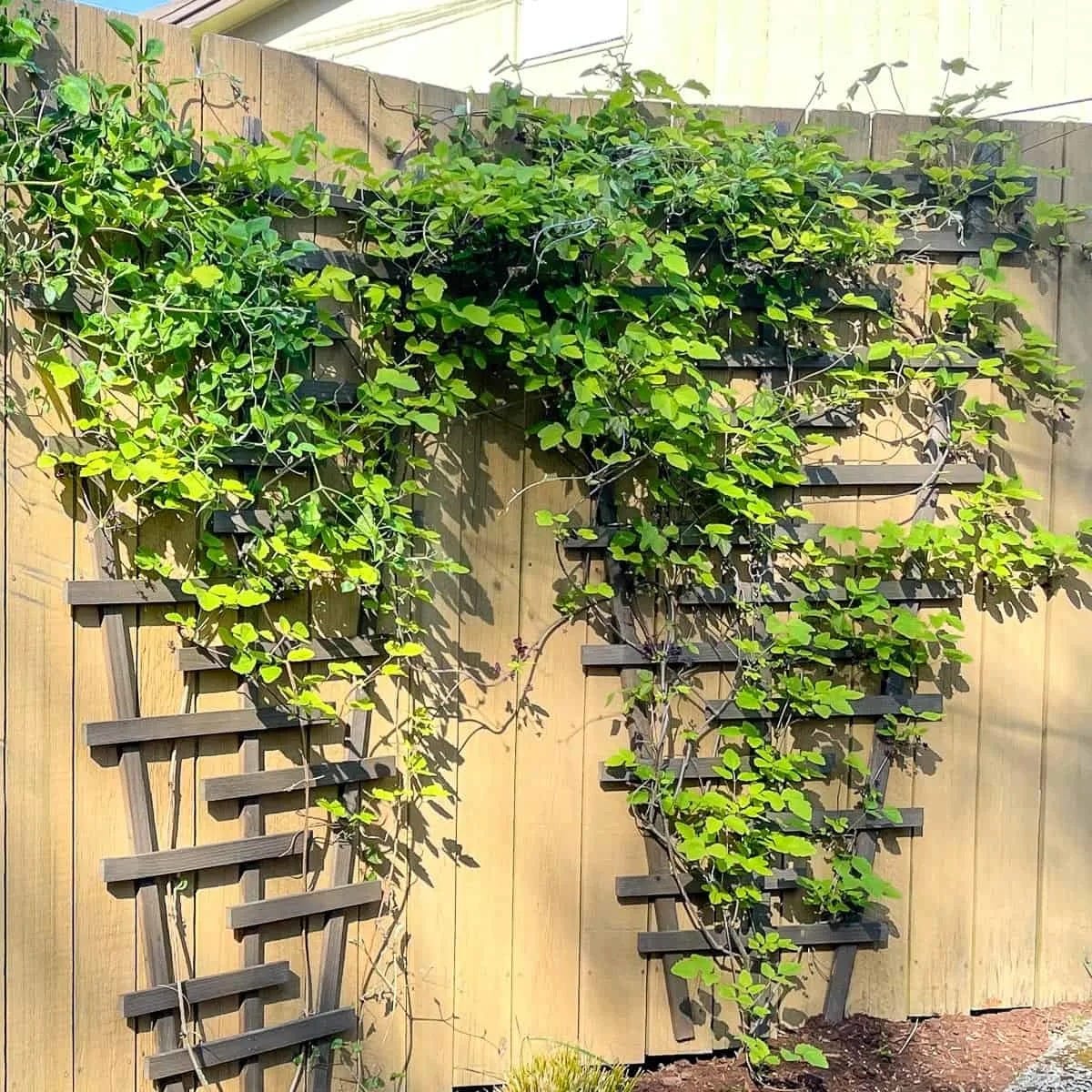 20 clever trellis ideas to maximise growing space in your garden