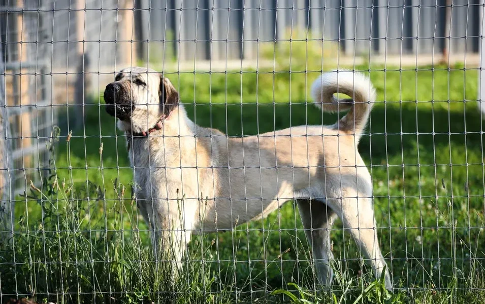 Young Anatolian shepherd Grimm shows early guarding instincts