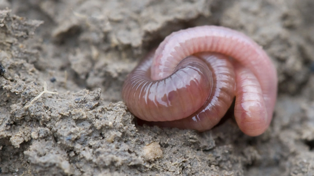 Identifying and controlling harmful and rare worm species