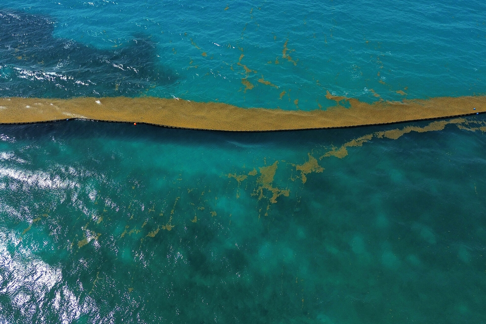 Brown tide: How sargassum is conquering our seas