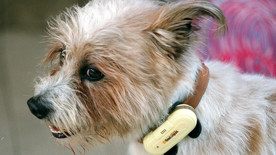 Experts link sudden dog barking changes to health concerns