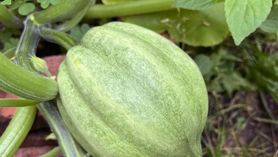 Cozy up with irresistible acorn squash dishes