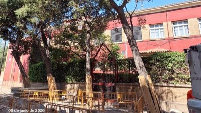 El Ayuntamiento de Zaragoza talará 18 pinos de la calle Pedro Cerbuna ...
