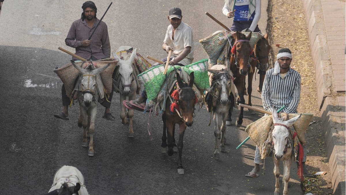 Pakistan eyes donkey meat exports to China as demand rises, economic ...