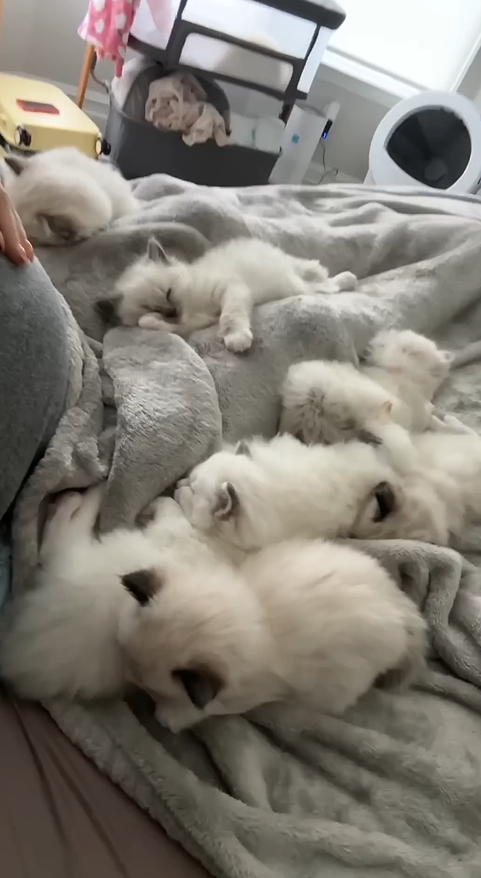 Why we call it kitten therapy