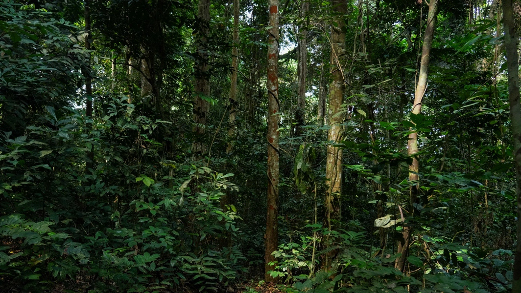 Study finds humans lived in West African rainforests 150,000 years ago