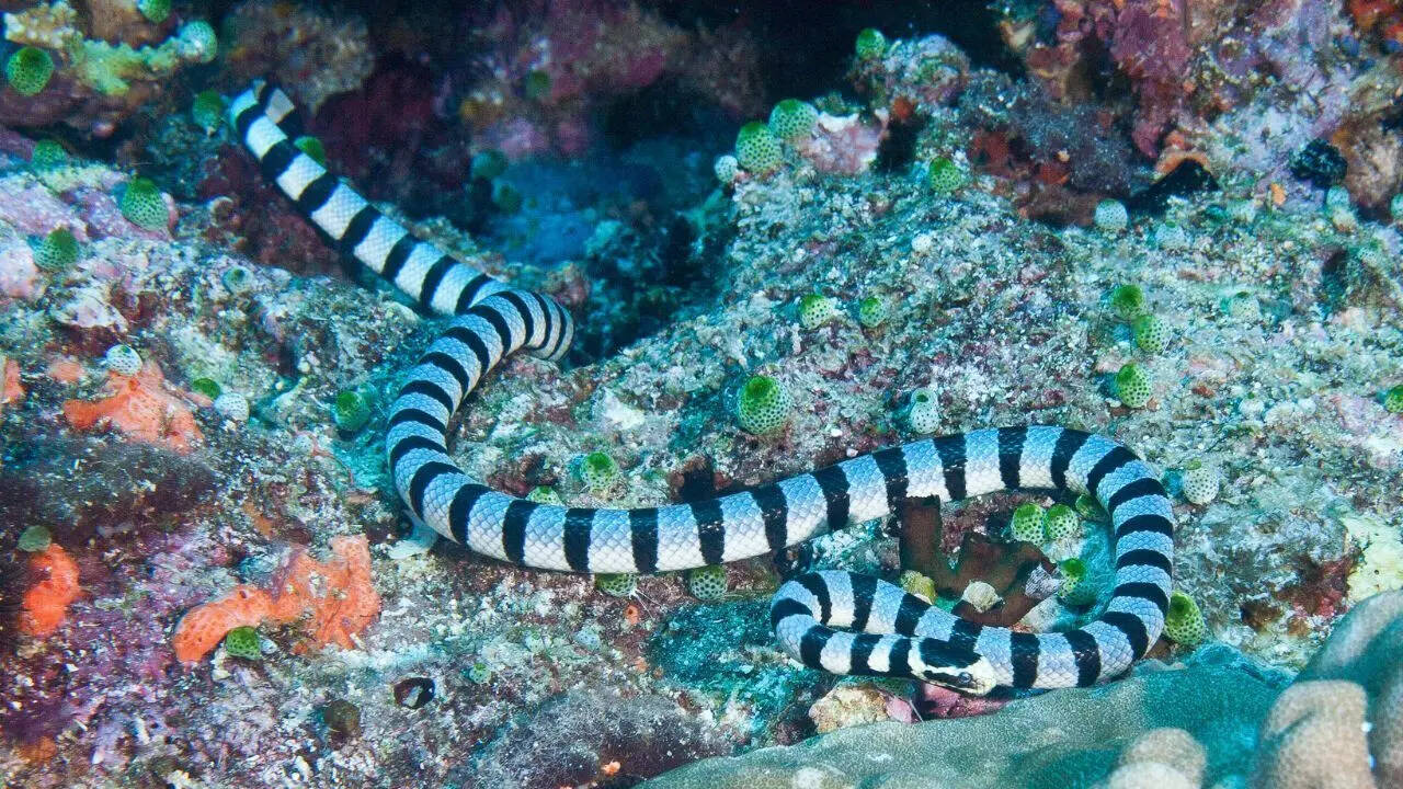 Inside the world’s deadliest waters: Some of the most venomous sea snakes