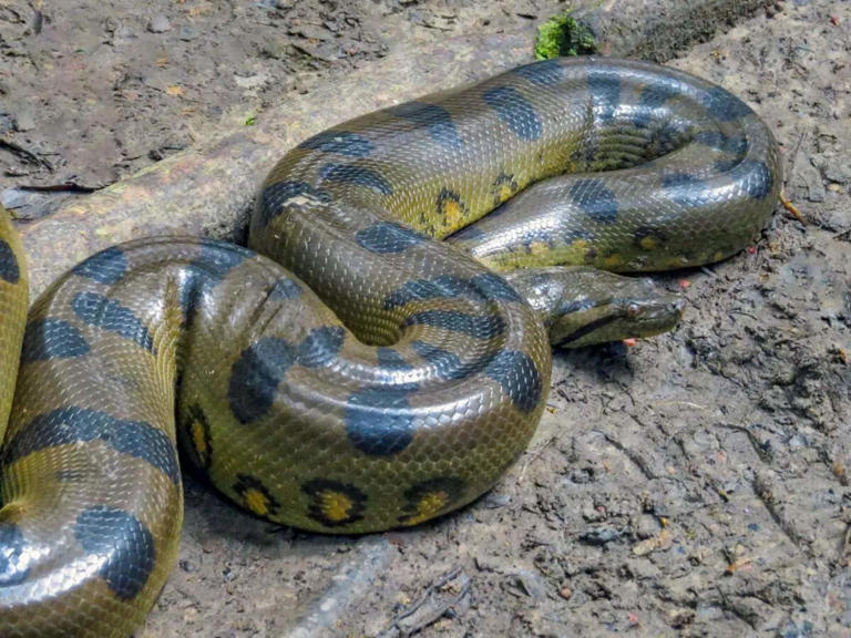 Inside the world’s deadliest waters: Some of the most venomous sea snakes
