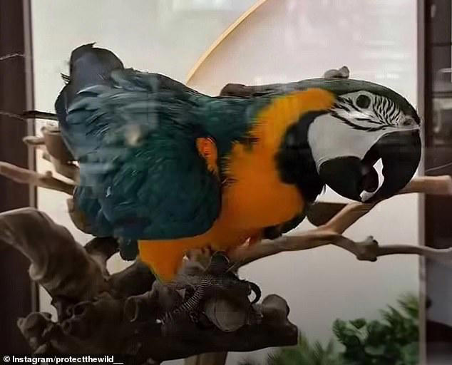 Shisha bar hands over parrot after feathers were ruffled by the bird ...