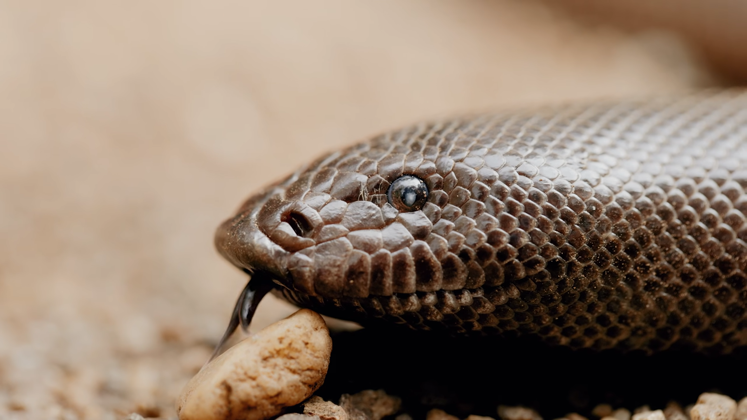 A 45-foot snake ruled after the dinosaurs died - then scientists found ...