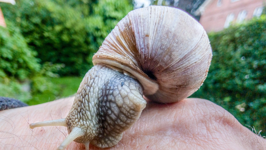 Nottingham snail race scrapped after welfare concerns