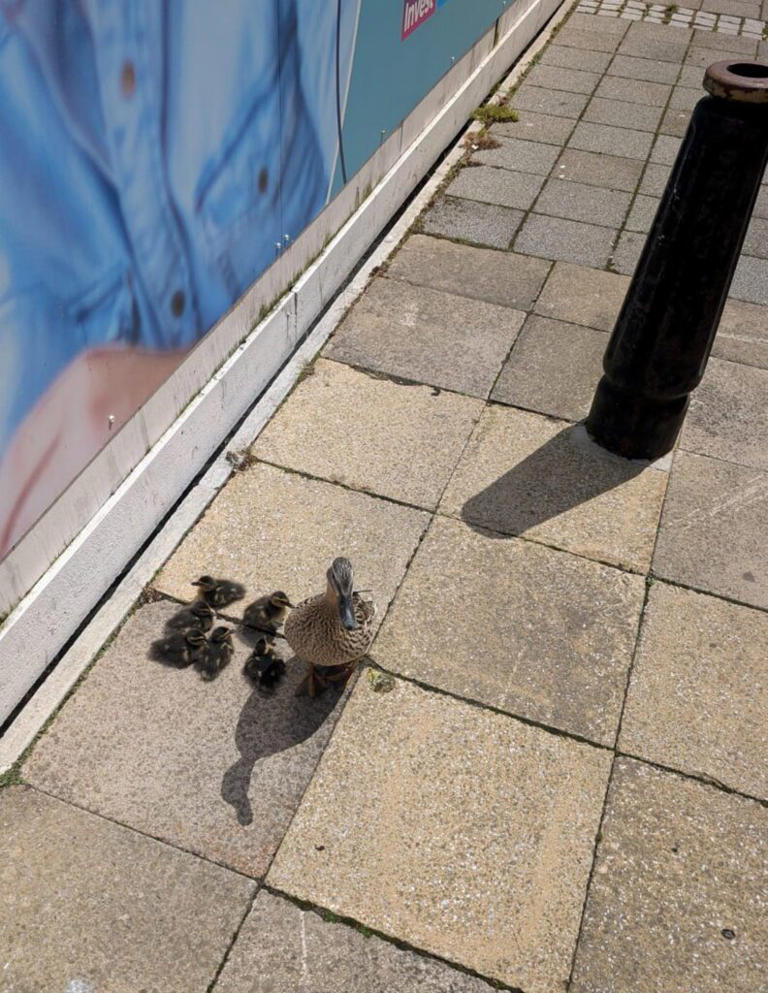 Pub’s favourite duck regulars return with six baby ducklings