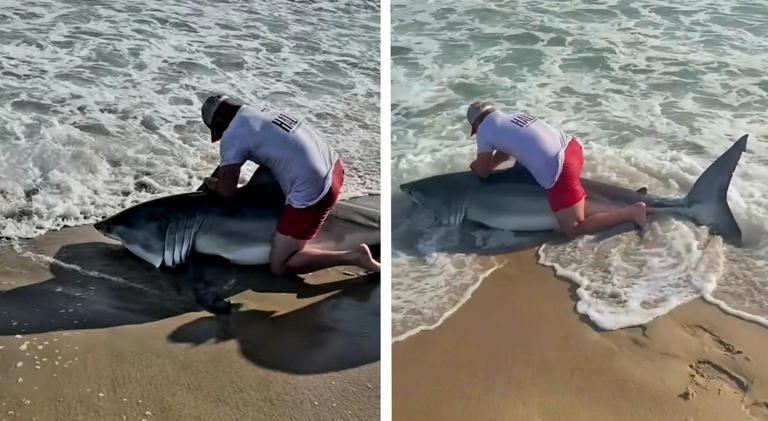 Cattura di uno squalo bianco a Nantucket: l'incredibile salvataggio di ...