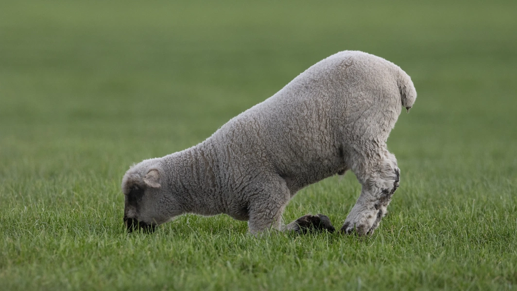 Mastering lamb flavor for every occasion