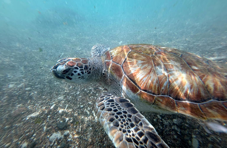 Peking warnt vor „Spionage-Schildkröten“ in Chinas Gewässern