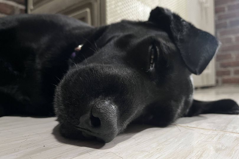 'I'm a vet and there's only 9 dog breeds I'd own and I'll explain why'
