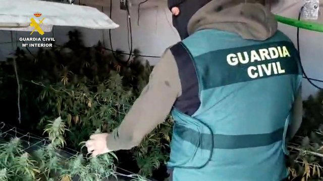 Sucesos.- Detenidas tres personas por una plantación de 200 plantas de ...