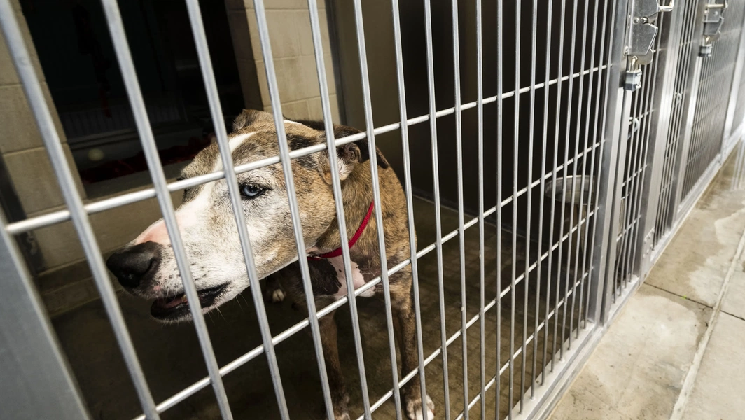 8 senior dogs finding love and stability