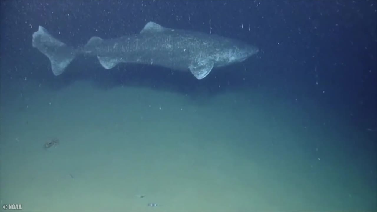 Deep ocean sharks grow enormous for a terrifying reason