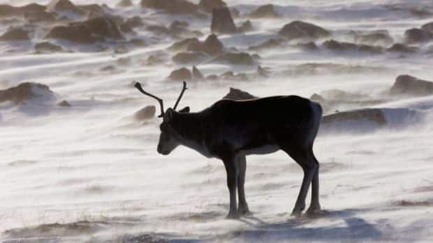Nunavut gov’t proposes a tenfold increase to Baffin Island caribou harvest