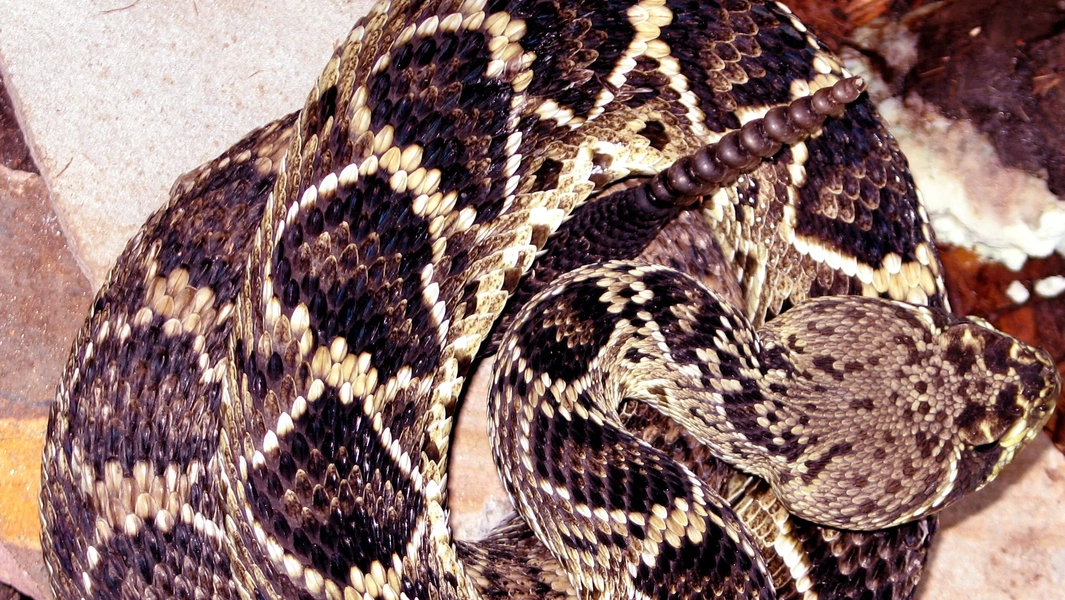 Identifying rattlesnake habitats and warning signs