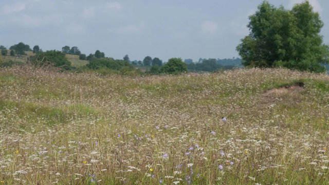 After surviving 1,000 years of lead mining, this rare UK grassland may ...