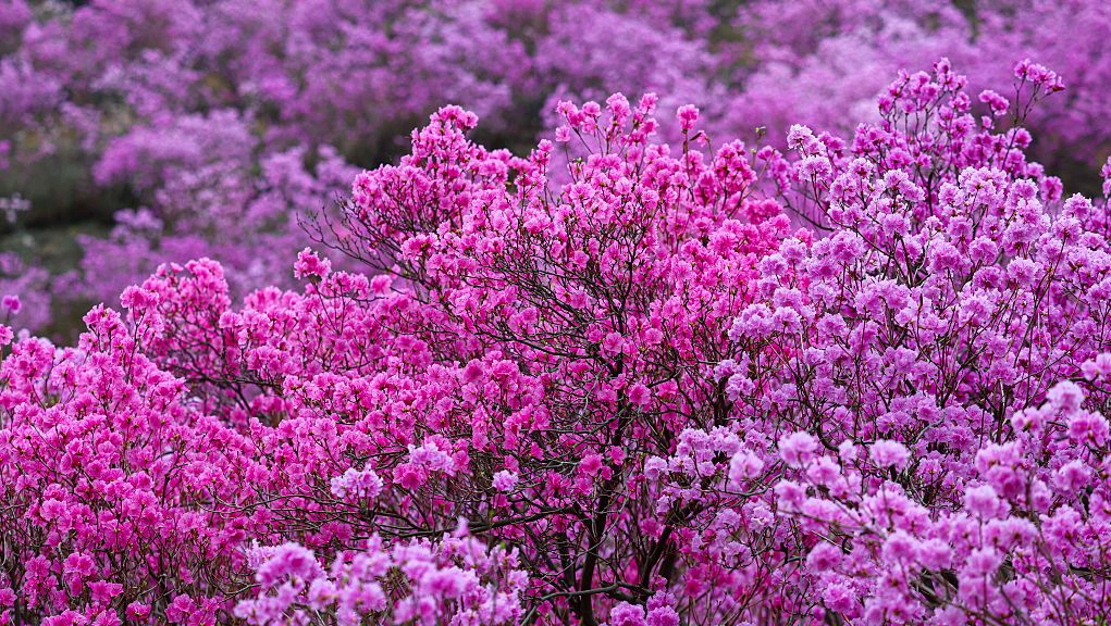 15 plants that thrive with coffee grounds