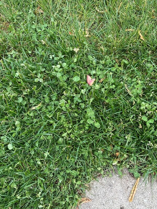 'I thought there were laws in place': Homeowner upset after HOA ...