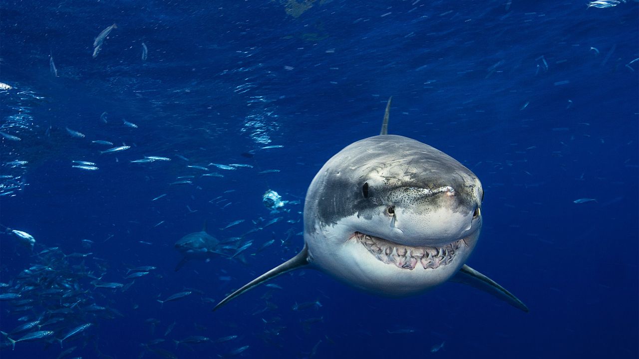 Divers capture first-ever footage of a great white shark in the ...